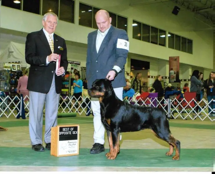 Rottweiler