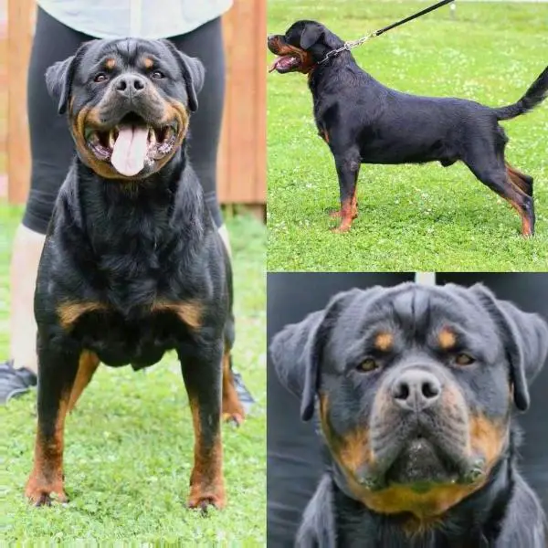 Rottweiler