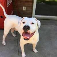 American Bulldog