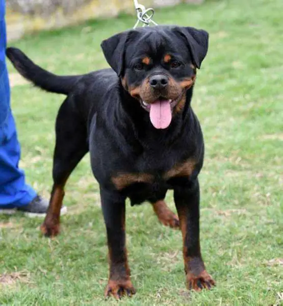 Rottweiler