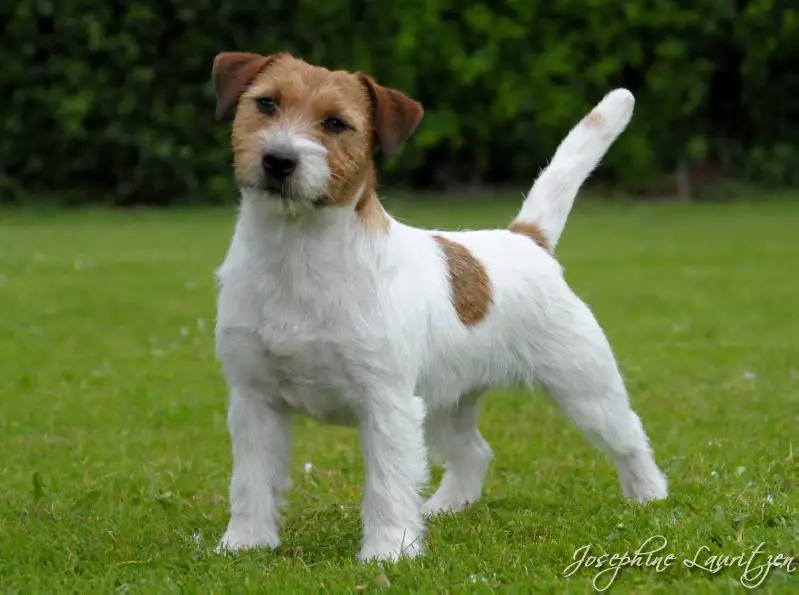 Jack Russell Terrier