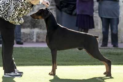 Doberman Pinscher