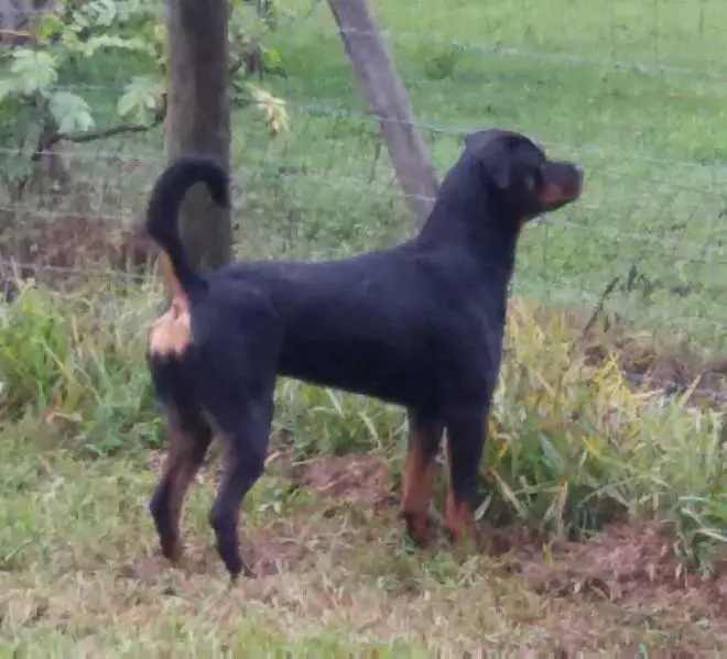 Rottweiler