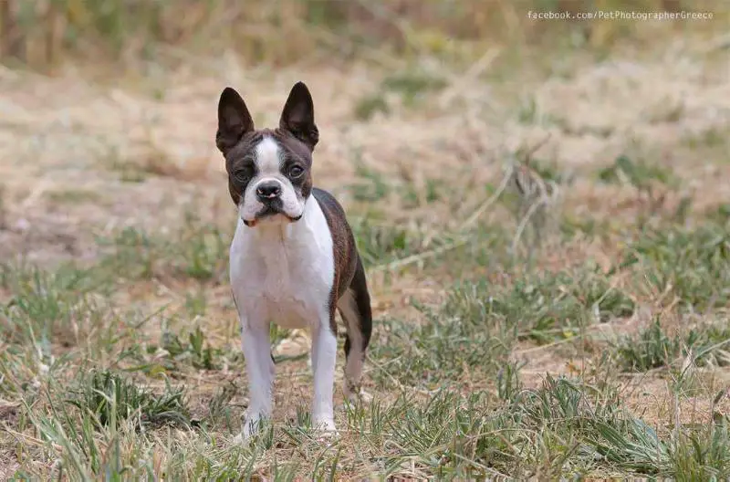 Boston Terrier
