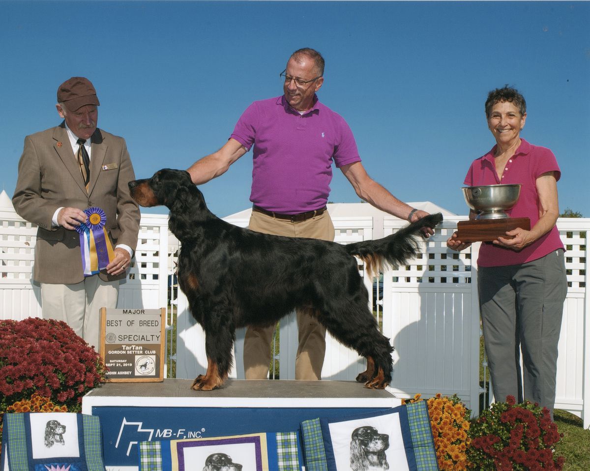 Gordon Setter