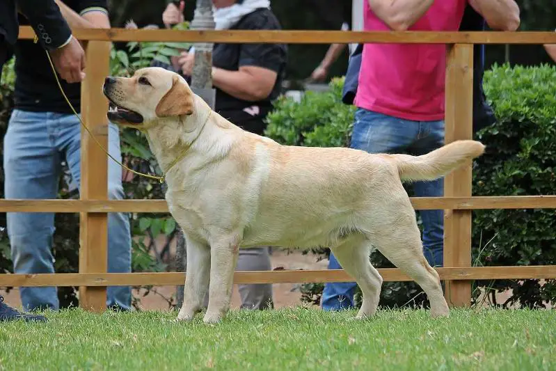 Labrador Retriever