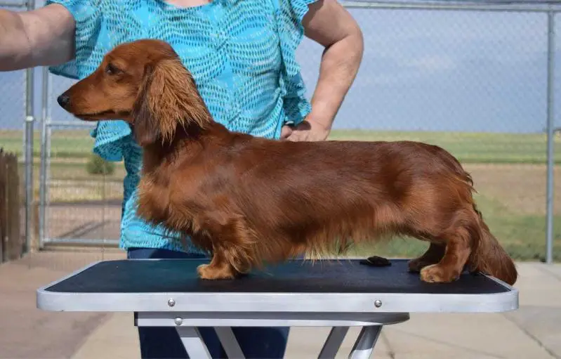 Dachshund