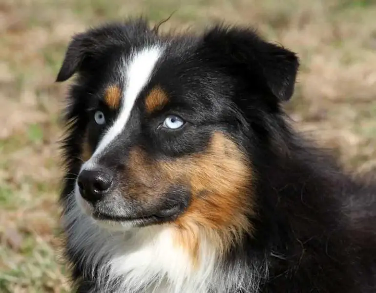 Australian Shepherd
