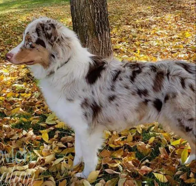 Australian Shepherd
