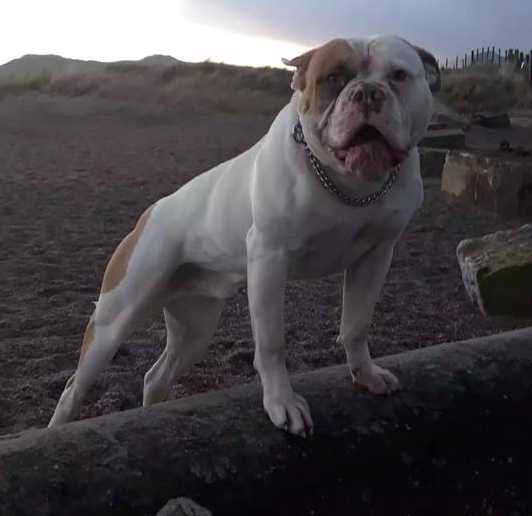 American Bulldog