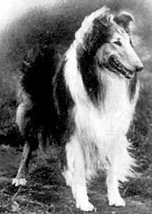Rough Collie