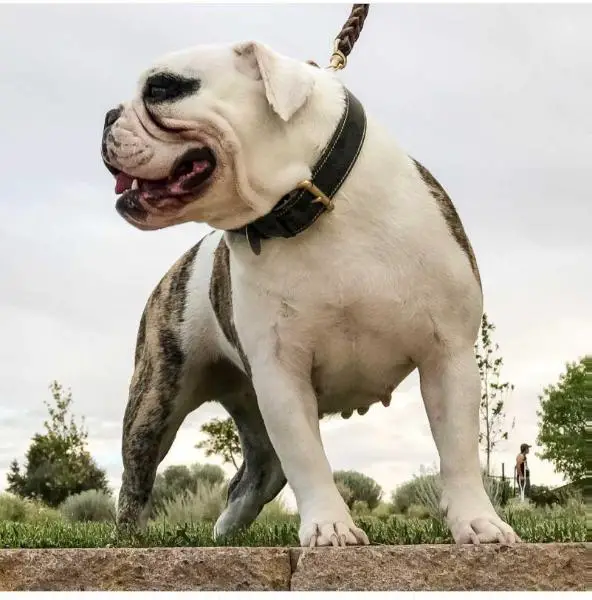 Olde English Bulldogge