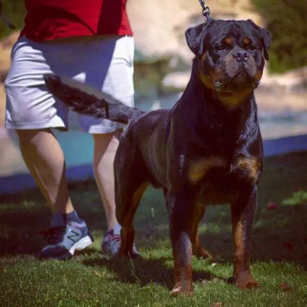 Rottweiler