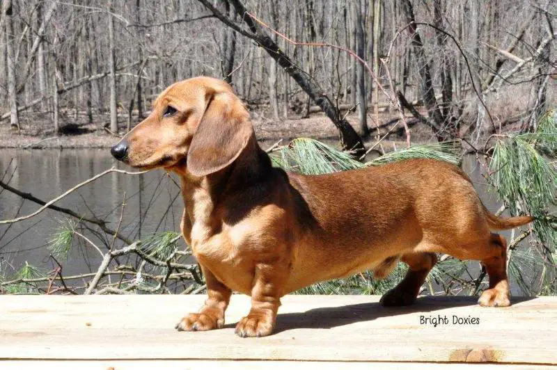 Dachshund