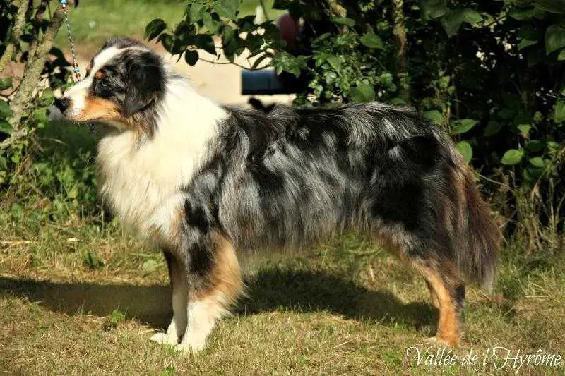 Australian Shepherd