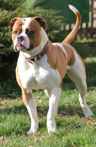 American Bulldog