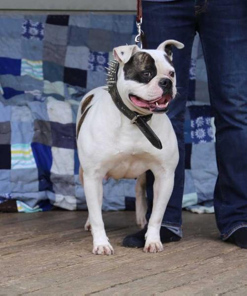 American Bulldog