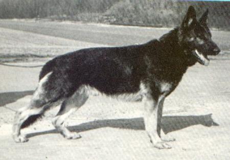 German Shepherd Dog
