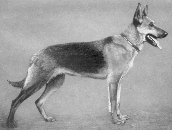 German Shepherd Dog