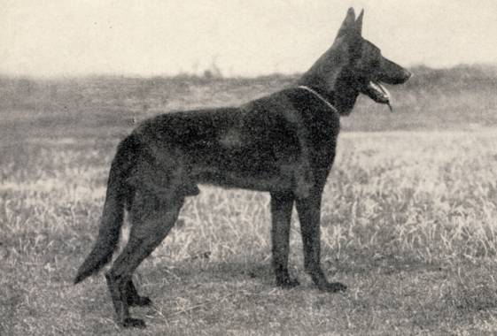 German Shepherd Dog
