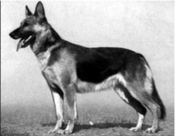 German Shepherd Dog
