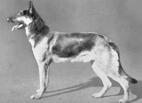 German Shepherd Dog