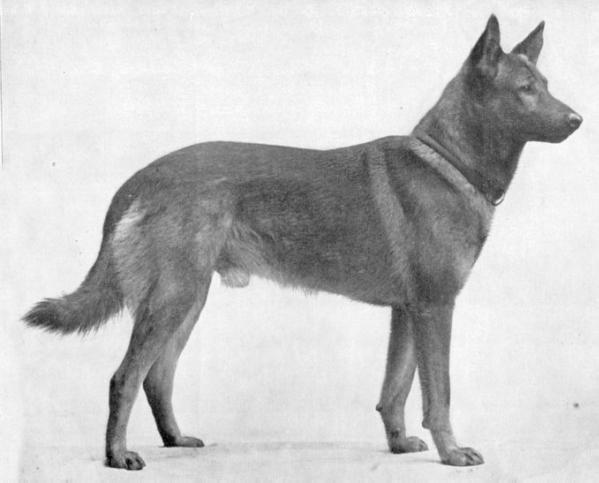 German Shepherd Dog