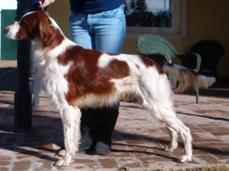 Irish Red and White Setter