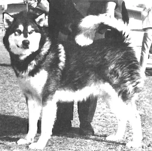 Alaskan Malamute
