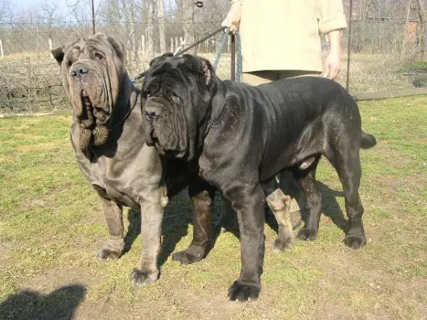 Peritas - Alchetron, The Free Social Encyclopedia